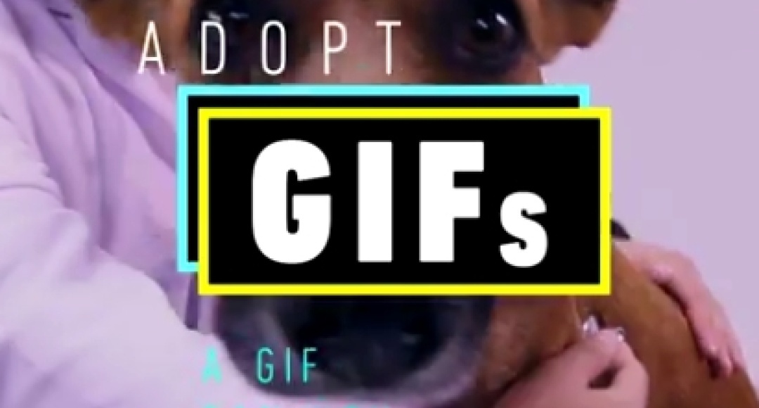 Mit GIF zur Adoption