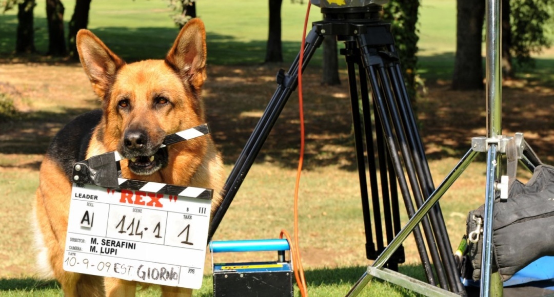 ZDF packt "Kommissar Rex" in den Vorabend